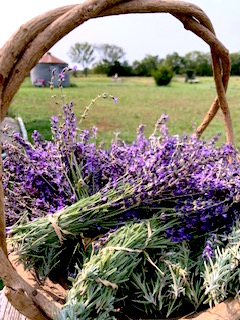 Fall Update – Washington Creek Lavender